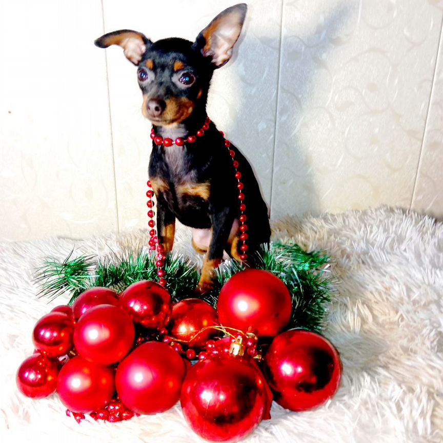 Русский той-терьер, щенок