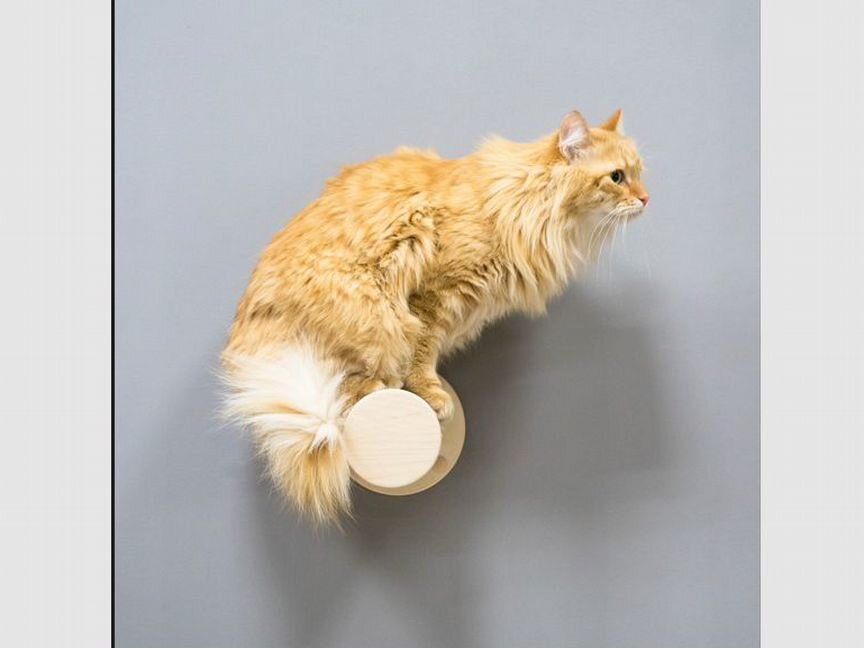 Настенные аксессуары для кошек