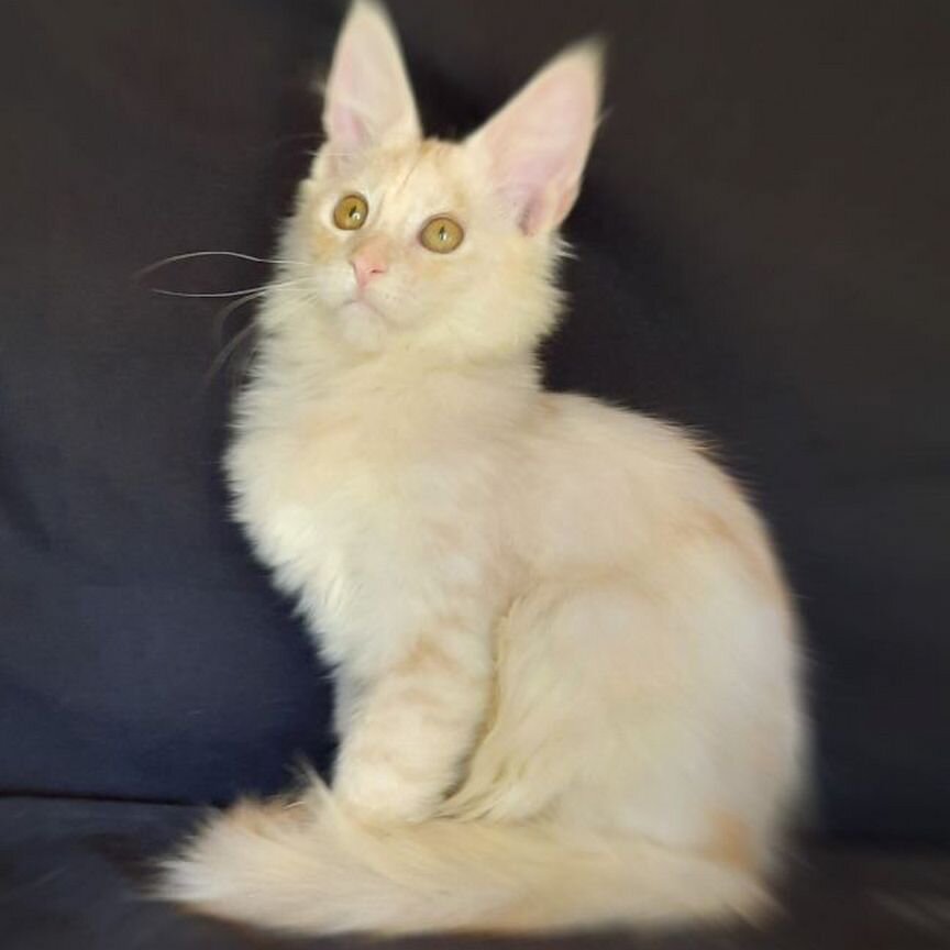 Котенок- розовое пирожное