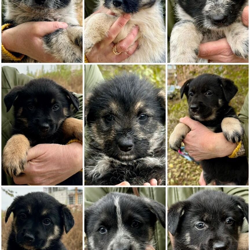 Щенки в добрые руки