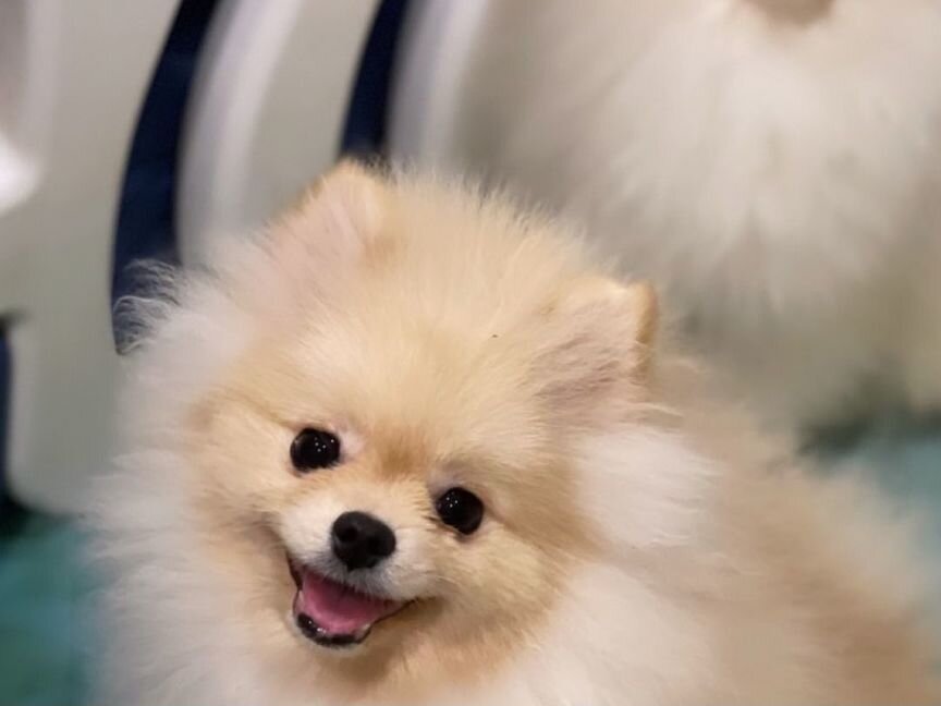 Померанец крем мишка шпиц