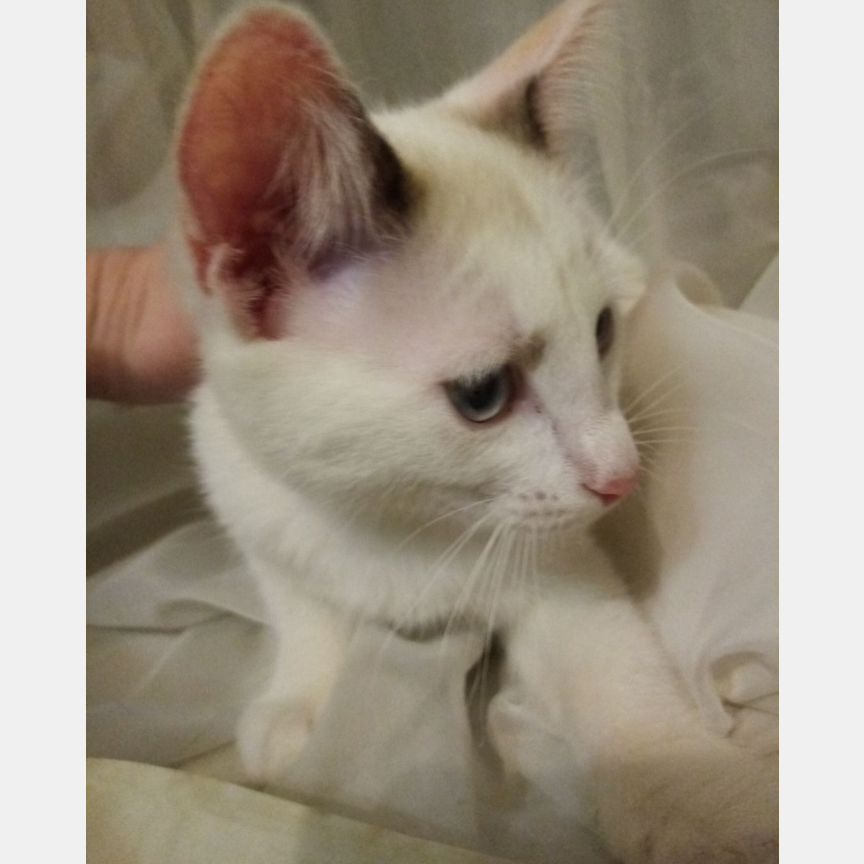 Отдам котят в добрые руки