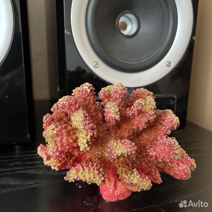 Настоящий коралл