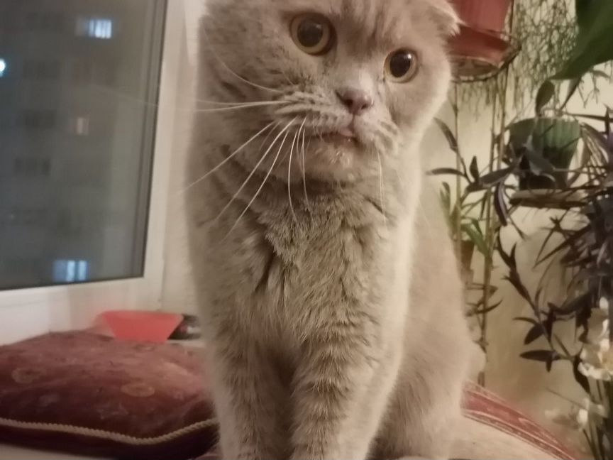Шотландский вислоухий кот в добрые руки