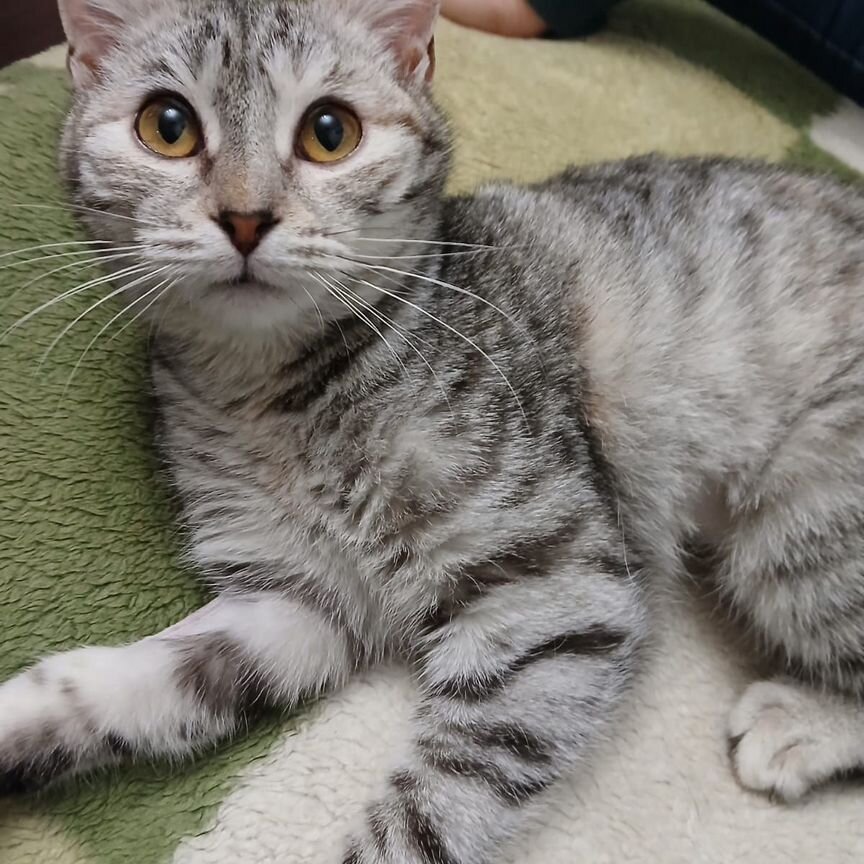 Валентина Михайловна в добрые руки