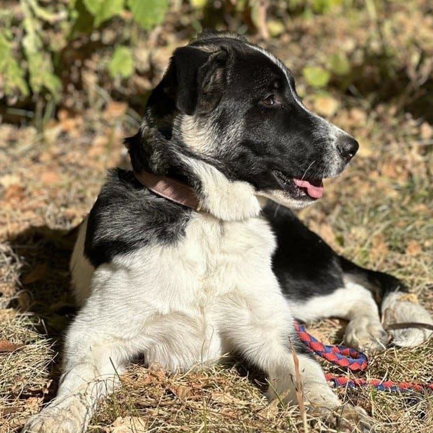 Джокер в добрые руки