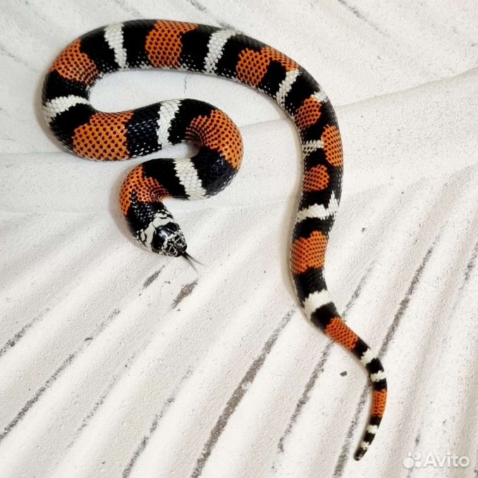 Свиноносая змея триколор