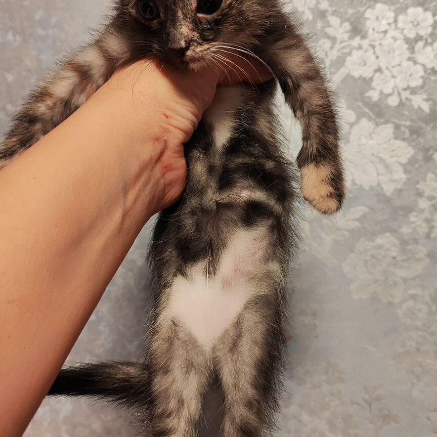 Котята в добрые руки бесплатно маленькие