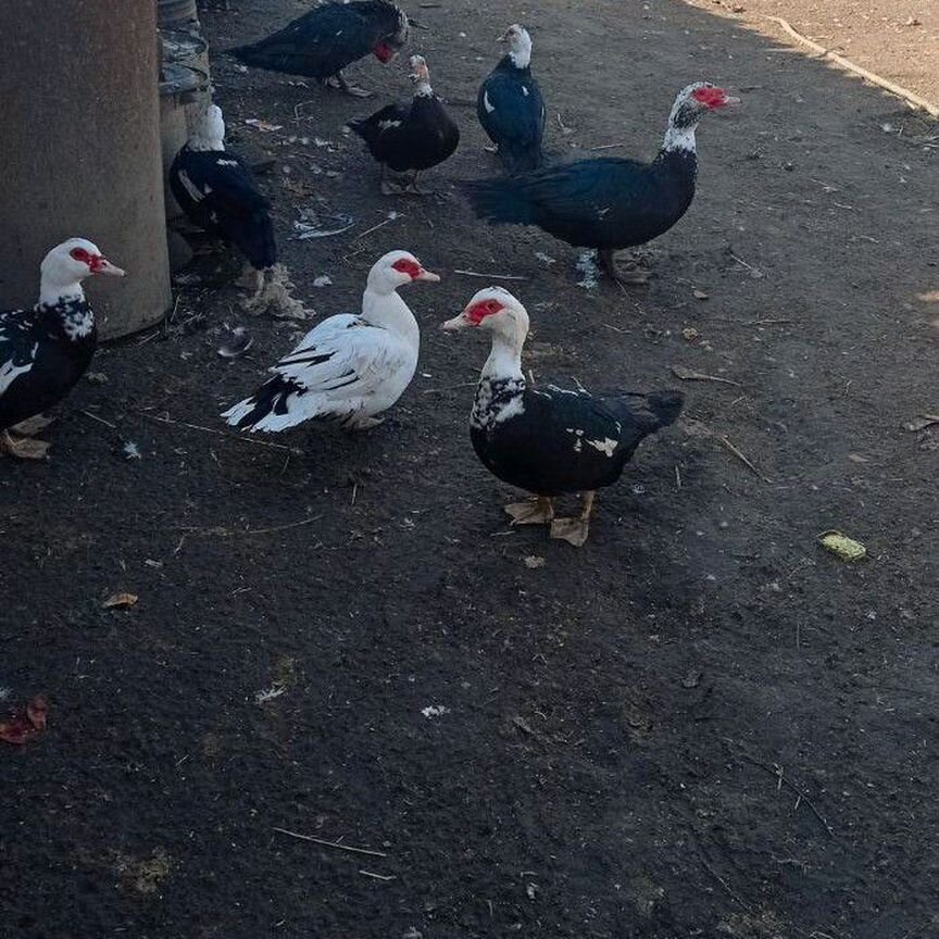 Мускусные утки