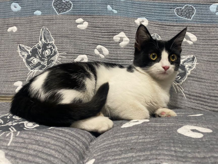 Котенок милаш