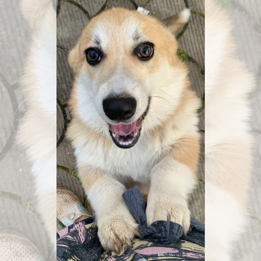 Вельш-корги пемброк