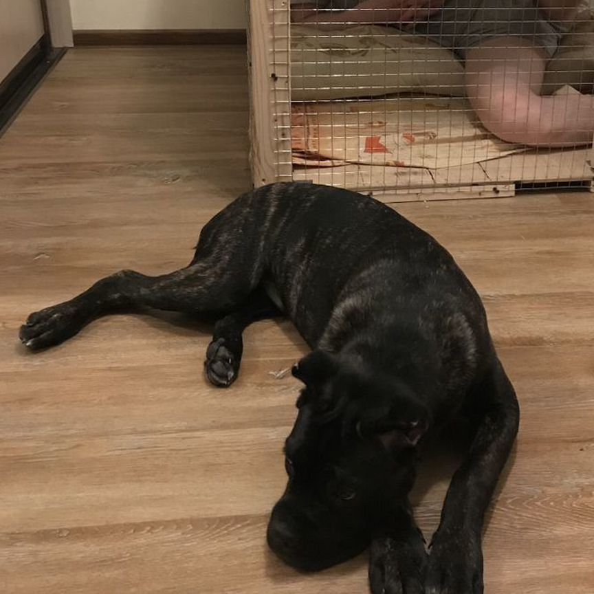 Клетка для собак в квартиру