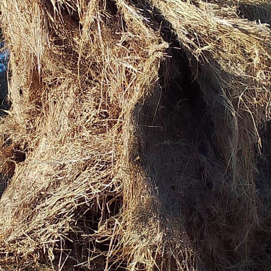 Сено бесплатно