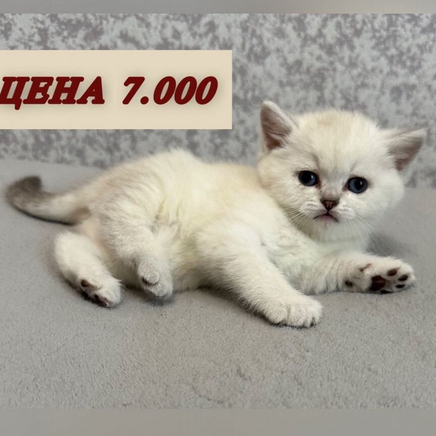 Британский короткошёрстный котёнок