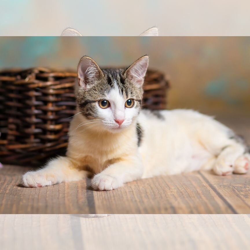 Котёнок Мята ищет дом