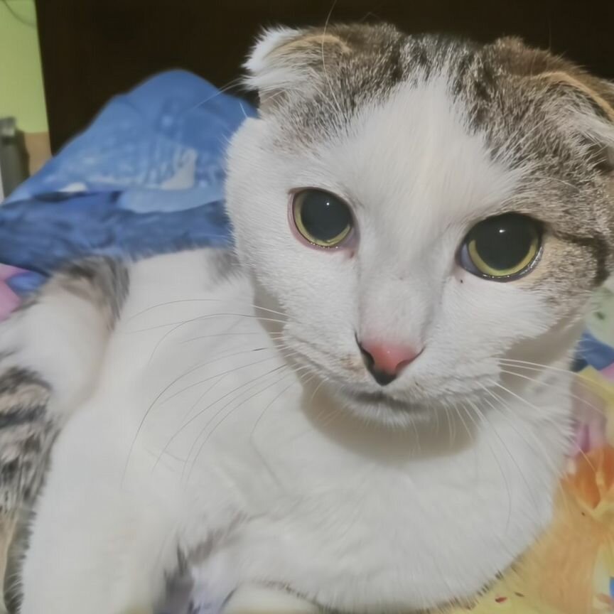 Шотландский вислоухий короткошёрстный котёнок