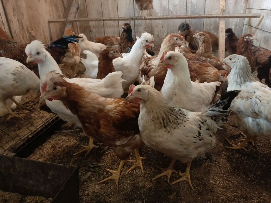 Цыплята от домашних кур