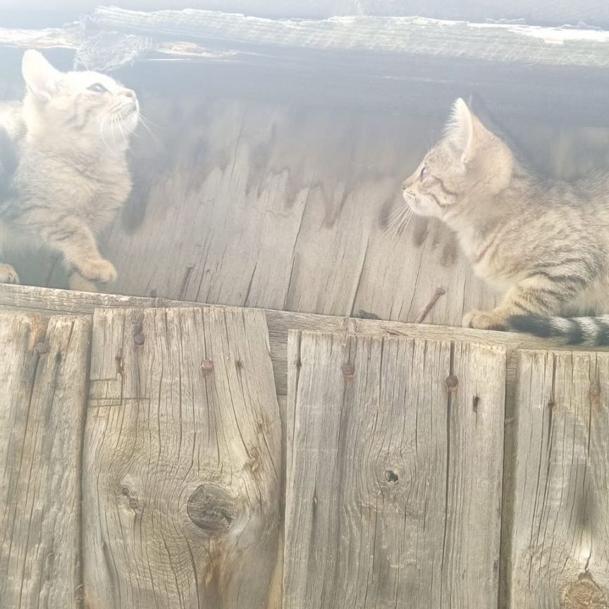 Отдам в добрые руки