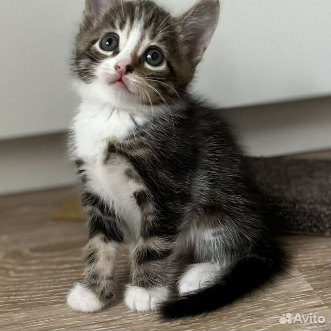 Котенок с картинки