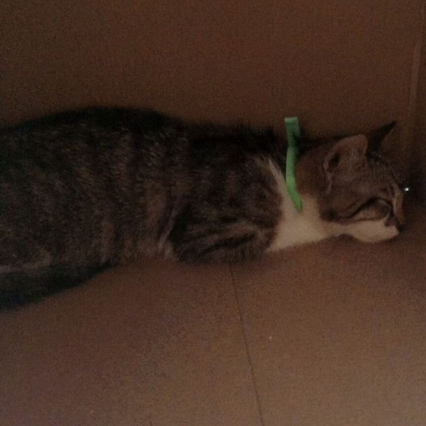 Котик в добрые руки