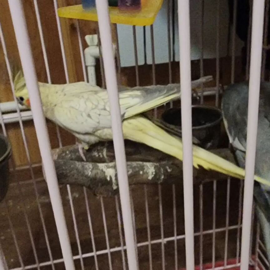 Пара попугай корелла с клеткой