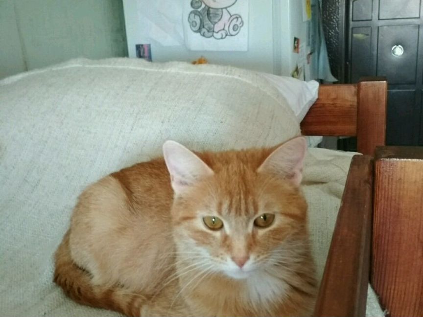 Кошка Маруся в добрые руки