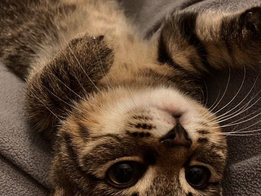 Кошка