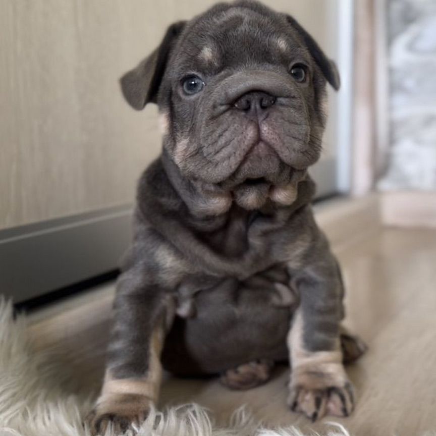 Французский бульдог Бигроп