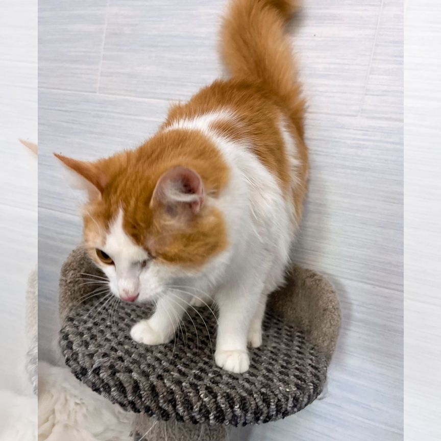 Кошечка привитая милота