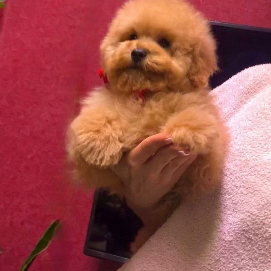 Пудель той мальчик 3 мес