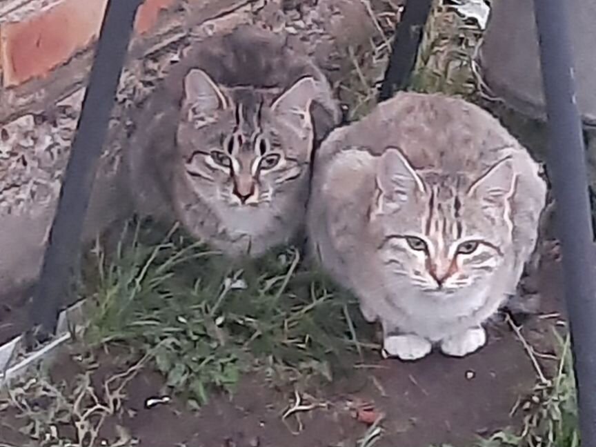 Кошка