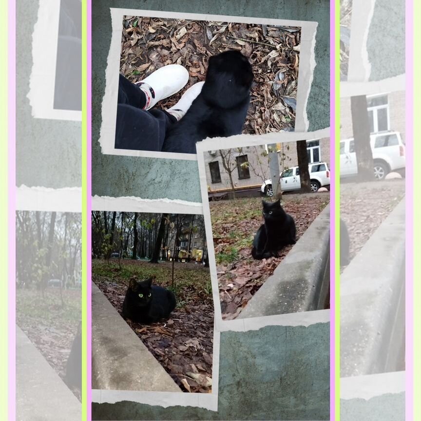 Американский короткошёрстный кот, взрослый