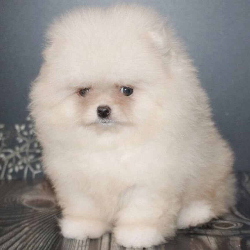 Померанский шпиц, щенок