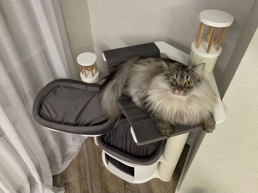 Когтеточка для кошки