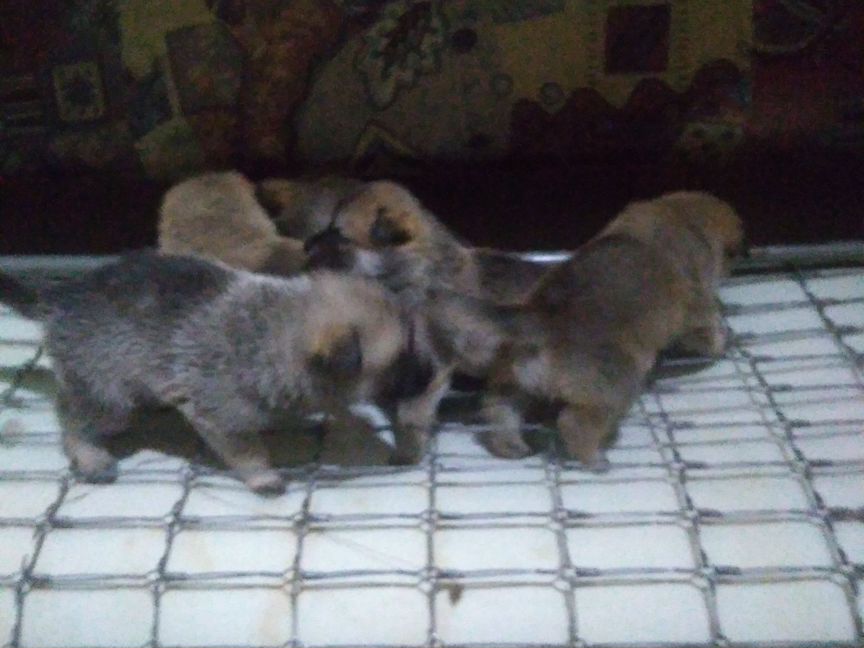 Отдам в добрые руки щенков. Помесь хаски овчарка