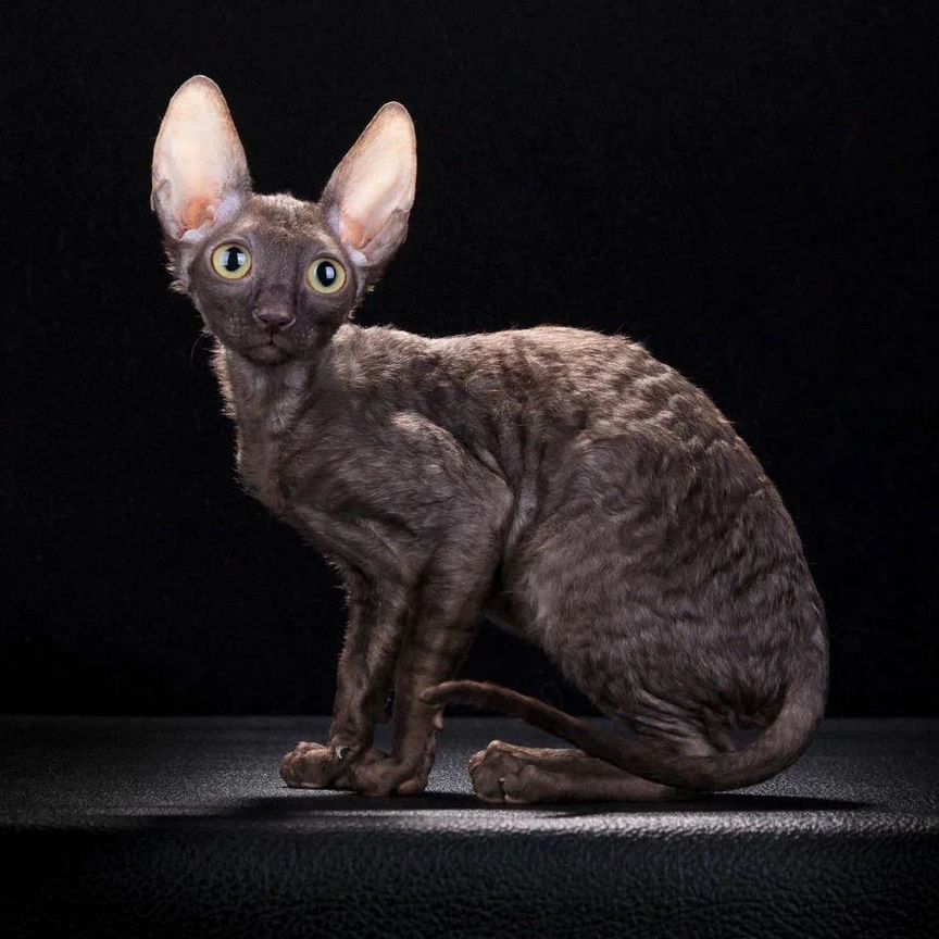 Шоколадный котенок корниш рекс