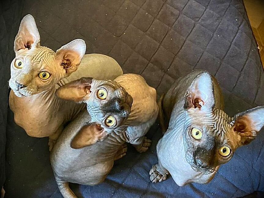 Котята канадского сфинкса