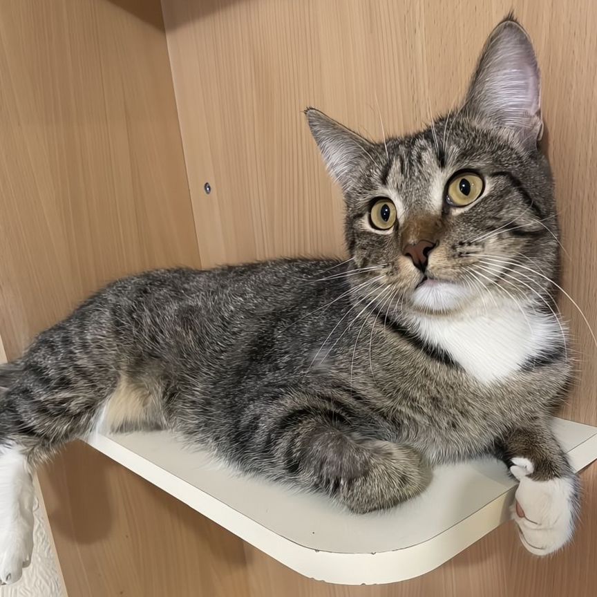 Взрослый кот в добрые руки