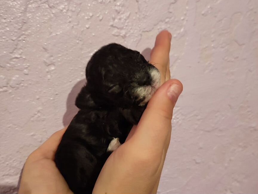 Щенки мальтипу f1 мини