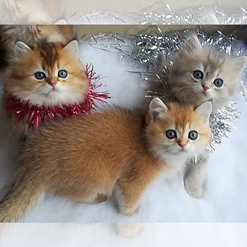 Шотландский прямоухий короткошёрстный котёнок