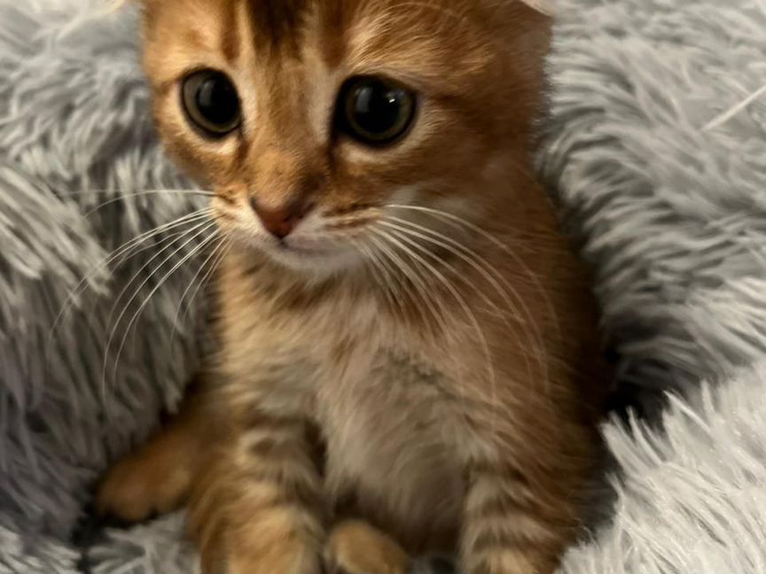 Шотланский вислоухий котенок мальчик