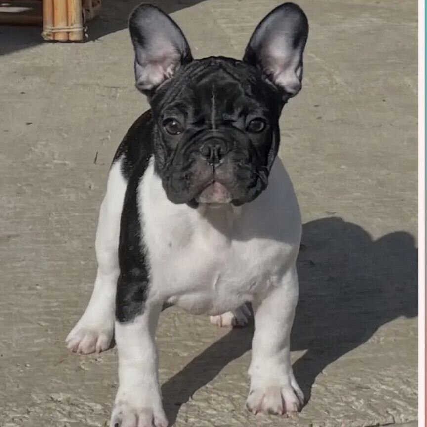 Французский бульдог, щенок