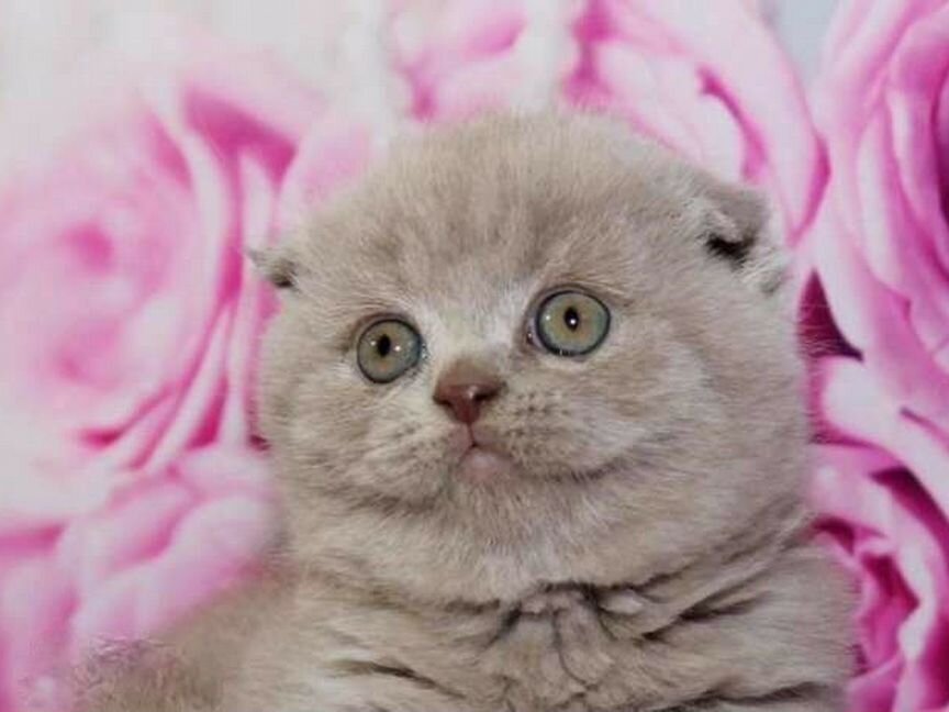 Лиловая вислоухая кошечка