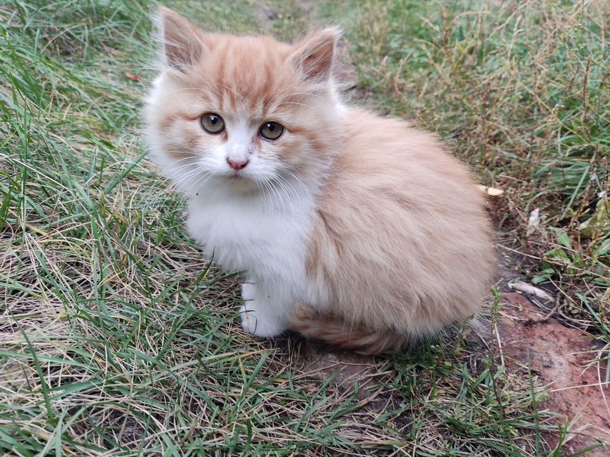 Котятки неравнодушным людям