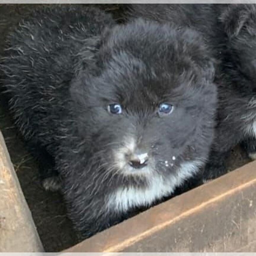 Щенок в добрые руки