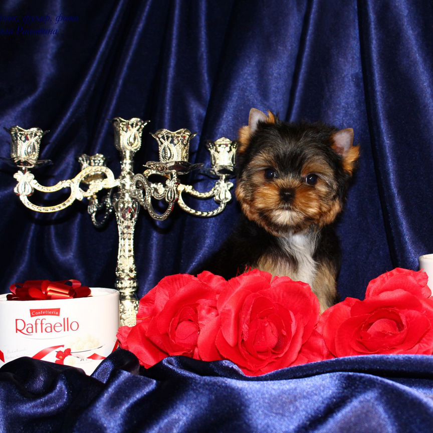 Йоркширский терьер, щенок