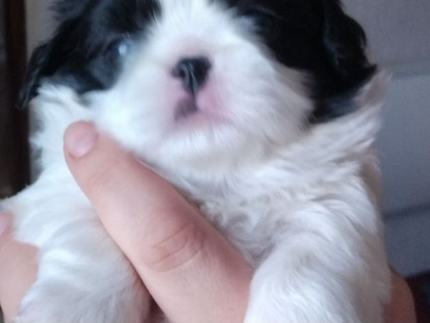 Щенки японский хин