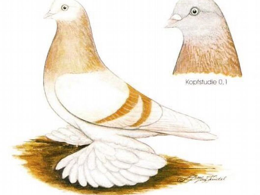 Голуби Агараны