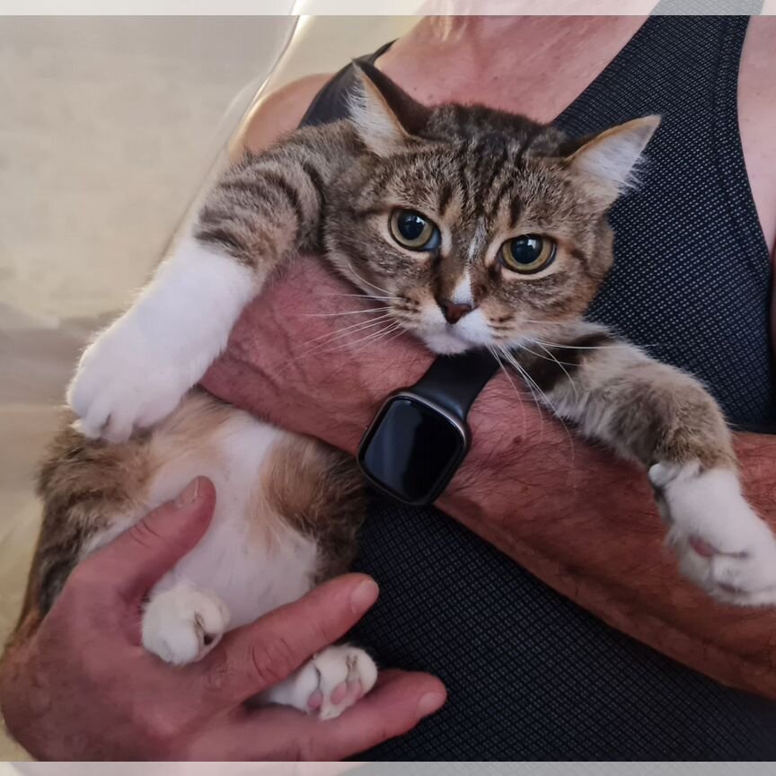 Взрослая кошка в добрые руки