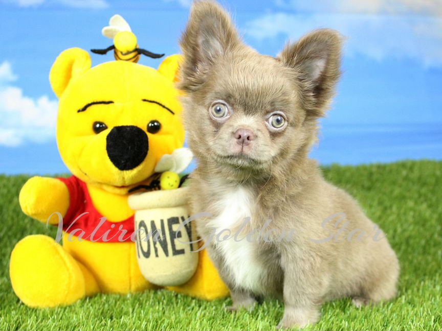 Лиловый мальчик чихуахуа